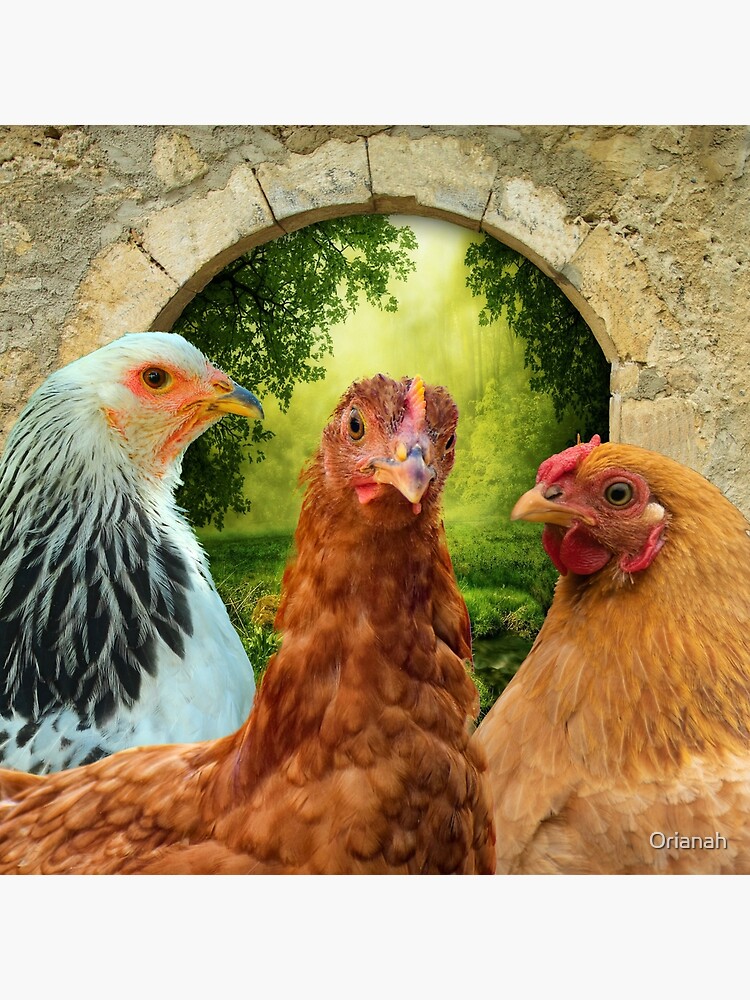 "Pretty hens in their magical secret garden. Beautiful Chickens, love ...