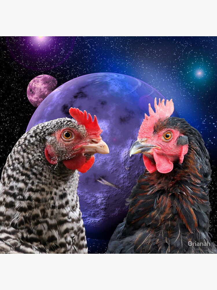 "Pretty hens in outer space. Beautiful Chickens, love their feather ...