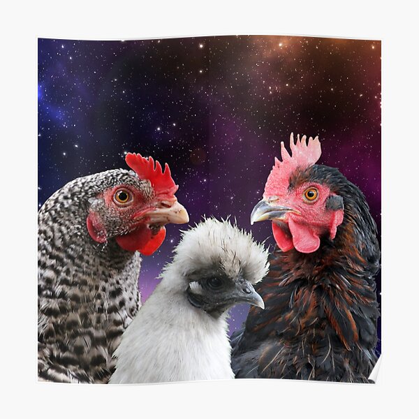 "Pretty hens in outer space. Beautiful Chickens, love their feather ...