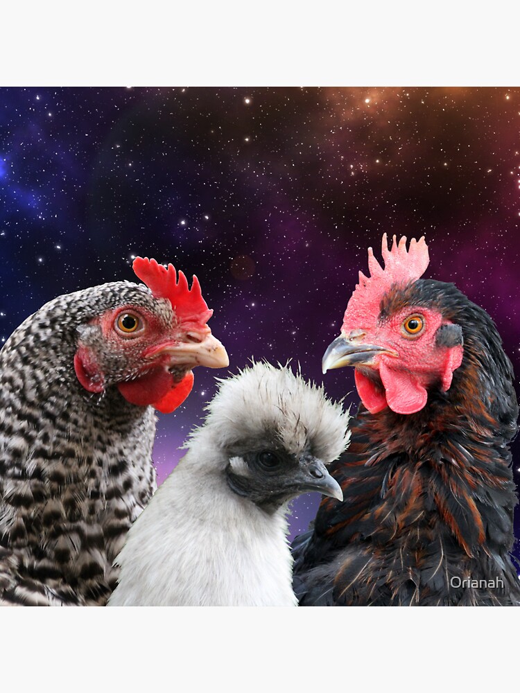 "Pretty hens in outer space. Beautiful Chickens, love their feather ...