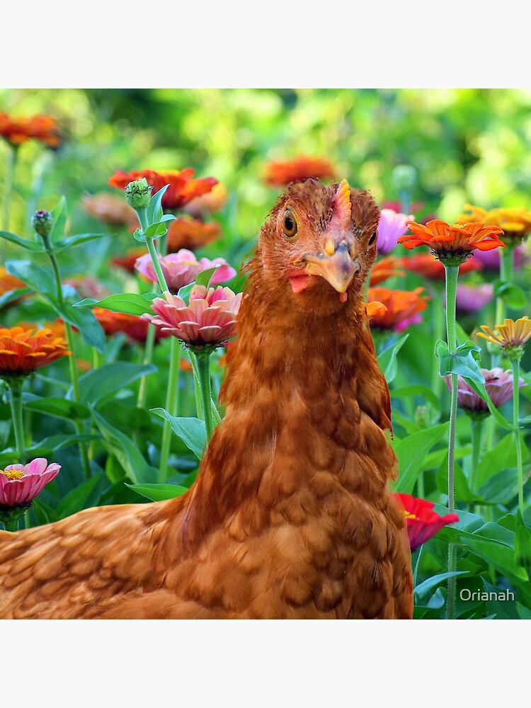 Póster «Hermosa joven gallina en su jardín secreto. Pollito lindo. Para ...