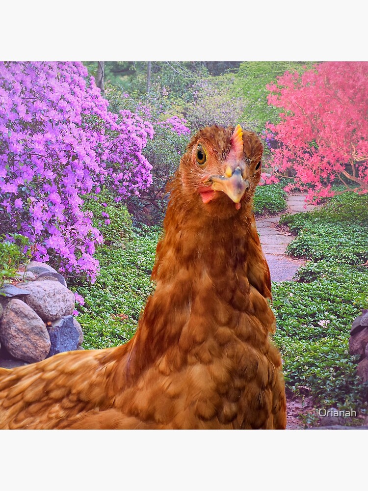 Lámina fotográfica «Hermosa joven gallina en su jardín secreto. Pollito ...