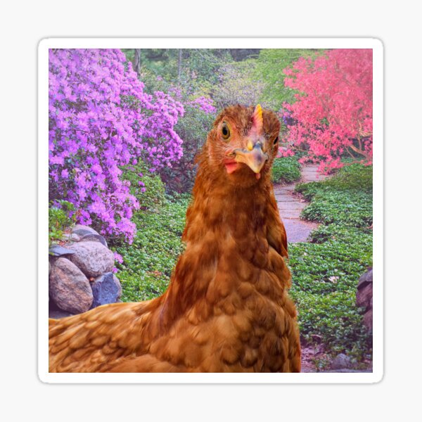 "Beautiful young hen in her secret garden. Cute little chicken with ...