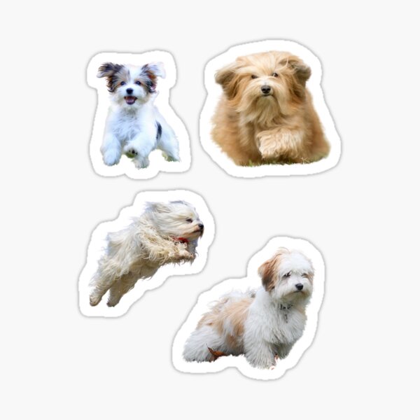 "Cute Havanese Stickers Set" Sticker for Sale by kautilya | Redbubble