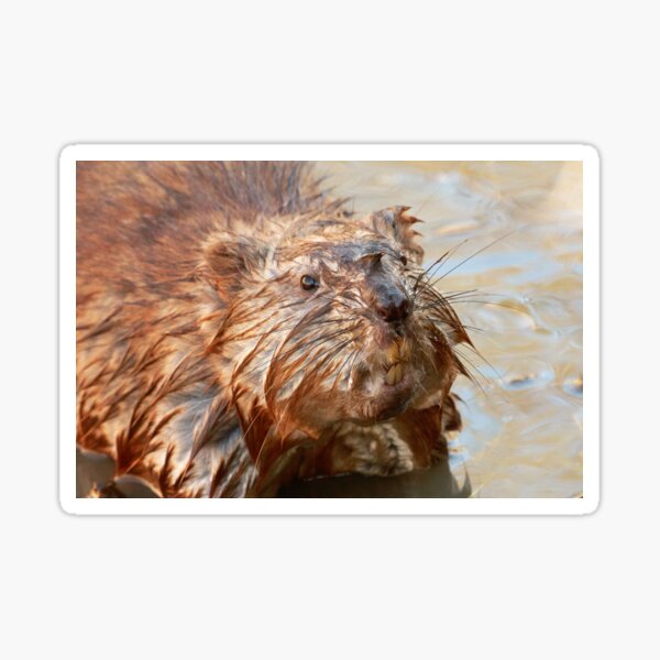 "Muskrat in the Muck" Sticker for Sale by WorldDesign | Redbubble