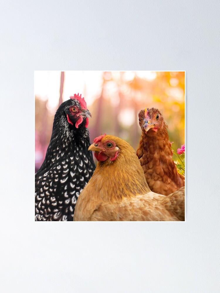 "Best Friends, three pretty hens in their magical garden. Besties ...
