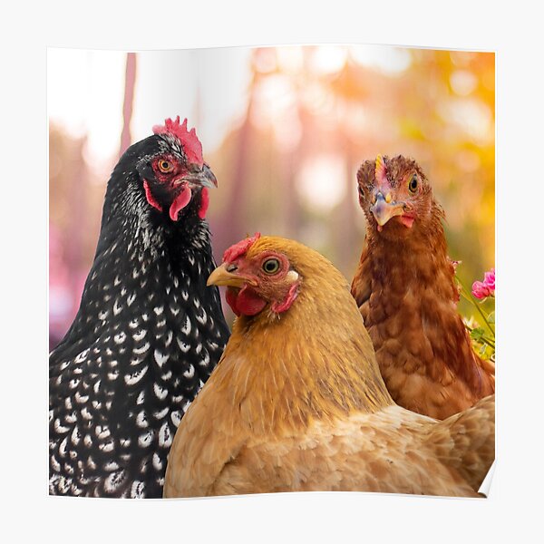 "Best Friends, three pretty hens in their magical garden. Besties ...