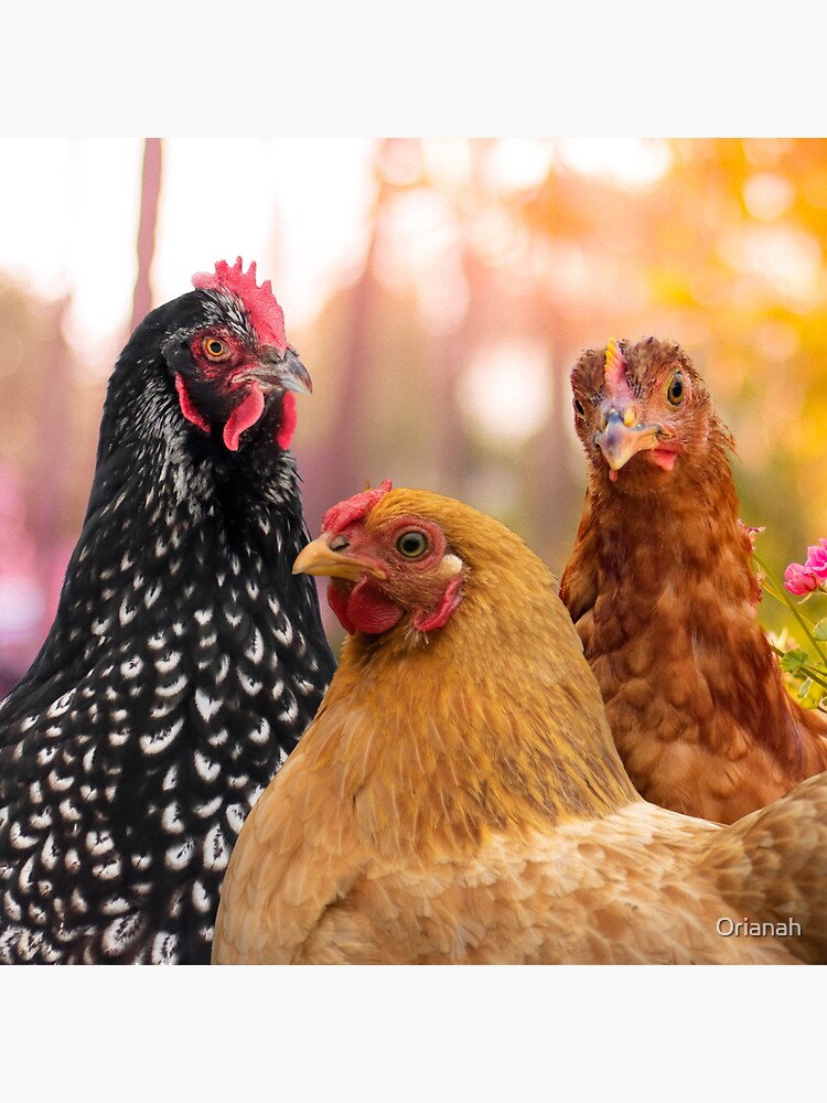 "Best Friends, three pretty hens in their magical garden. Besties ...