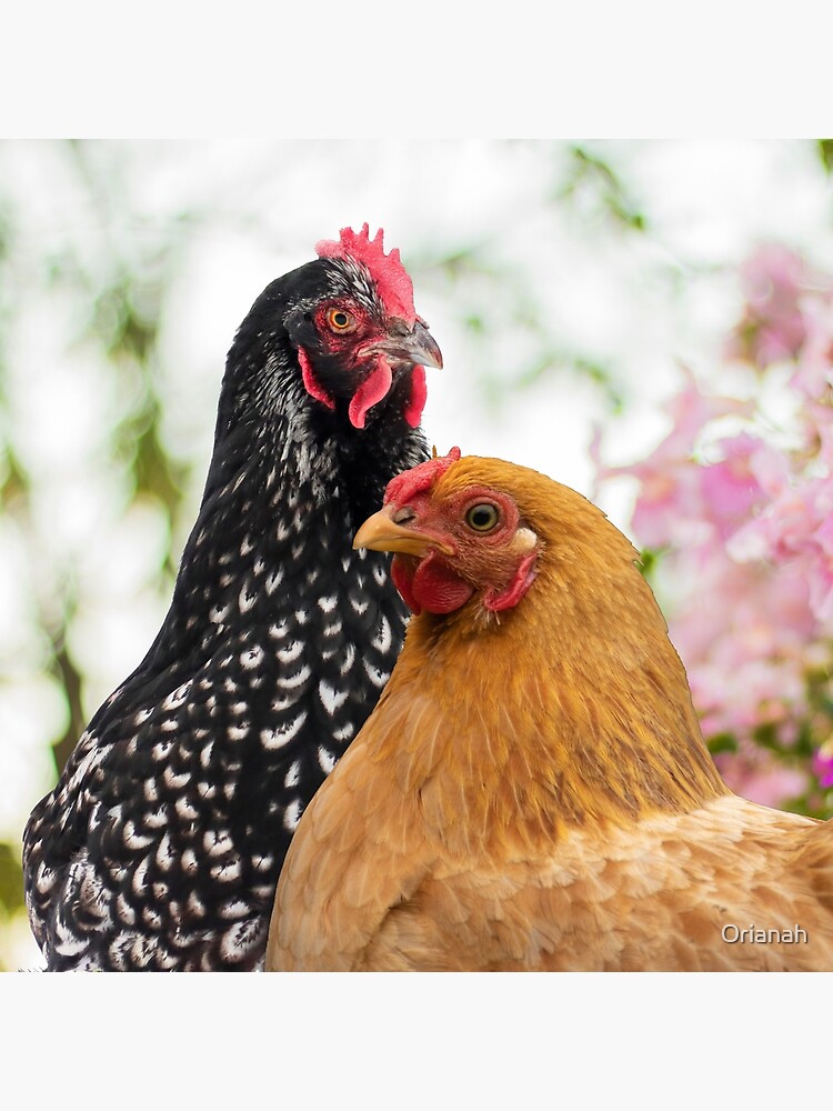 "Best Friends, two pretty hens in a magical garden. Beautiful Chickens ...