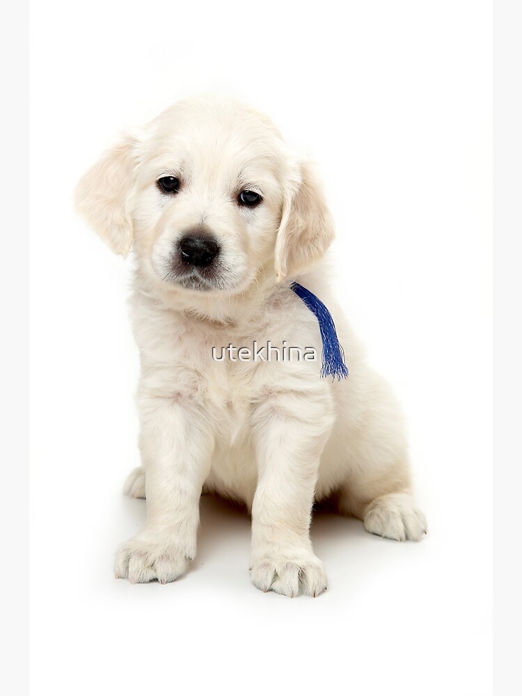 "Cute fluffy white puppy golden retriever Labrador" Art Print by ...