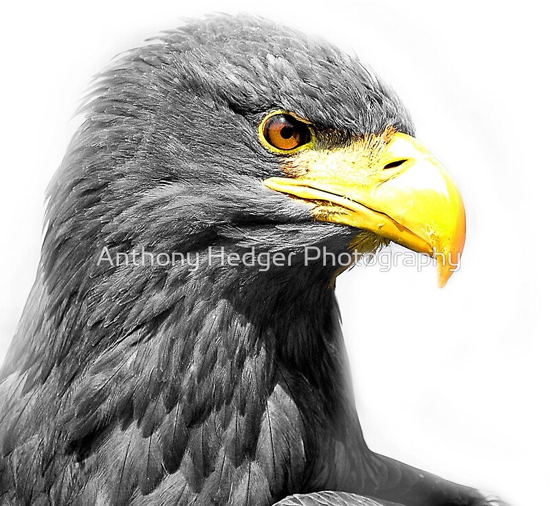 "Hawk Eye" by Anthony Hedger Photography | Redbubble