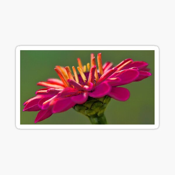 "Zinnia - Profusion Cherry" Sticker for Sale by rural-guy | Redbubble
