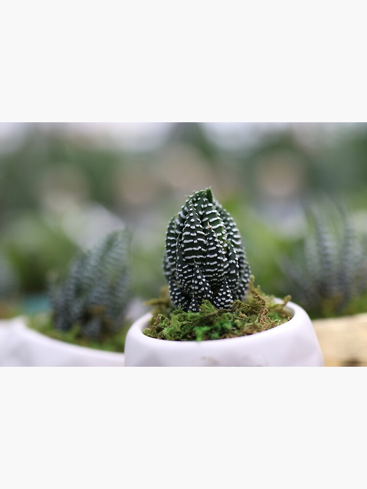 "Potplant cascus" Poster by KimhengFineArt | Redbubble