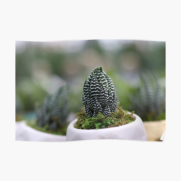 "Potplant cascus" Poster by KimhengFineArt | Redbubble