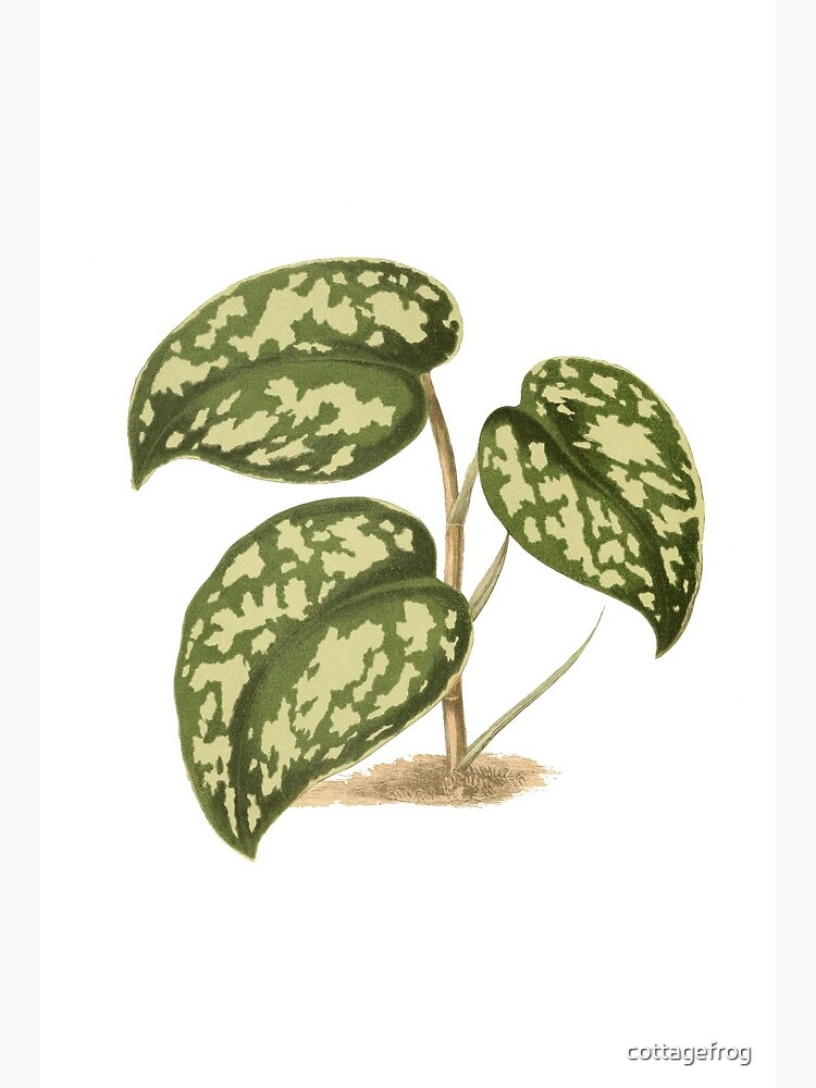 "scindapsus pictus" Art Board Print for Sale by cottagefrog | Redbubble