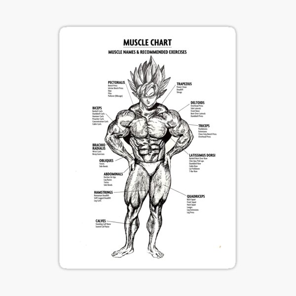 "Muscle Chart - Anatomy Diagram - Anime Gym Motivational" Sticker for ...