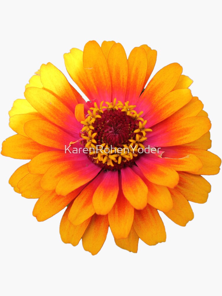 "Vibrant Orange Flower" Sticker for Sale by KarenRohenYoder | Redbubble