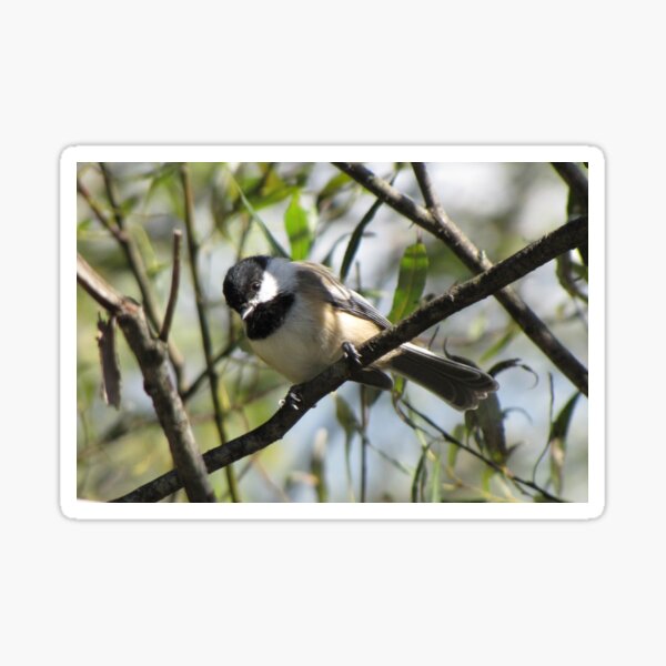 "Black-capped chickadee" Sticker by hummingbirds | Redbubble