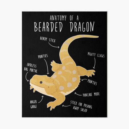 "Anatomy of a Bearded Dragon" Art Board Print for Sale by Psitta ...