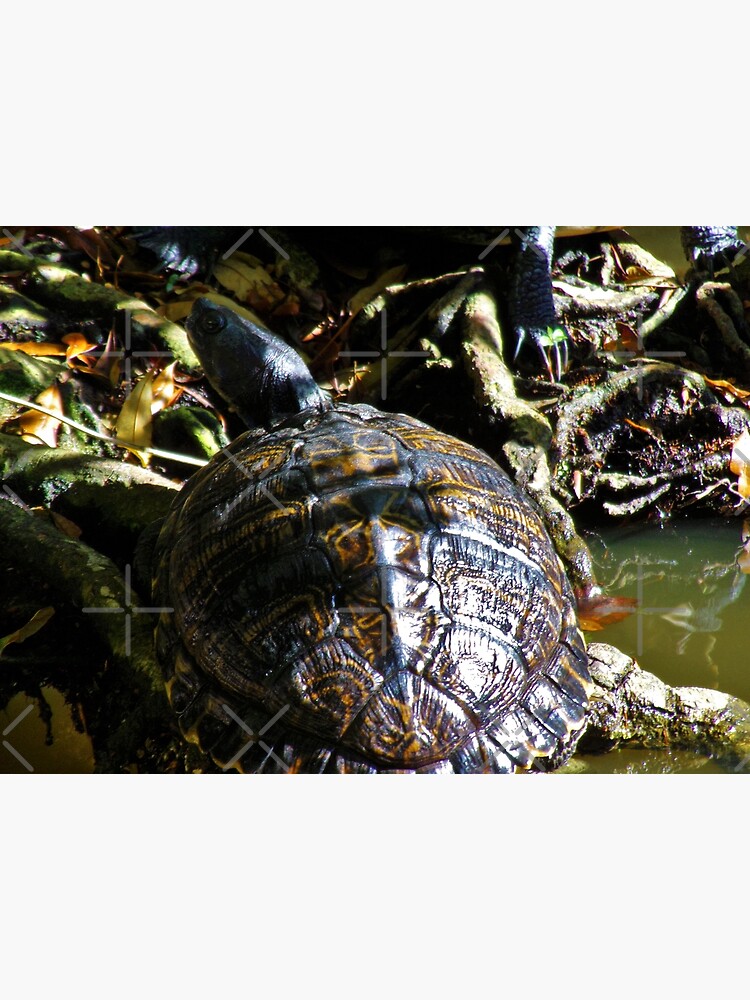 "Turtle Pretty Shell Pattern" Poster for Sale by toddbrooney | Redbubble