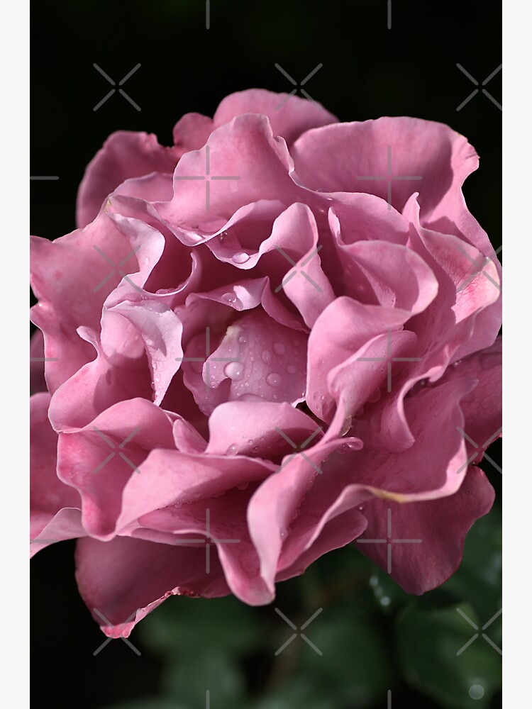 "Frilly Rose" Sticker for Sale by bubbleblue | Redbubble