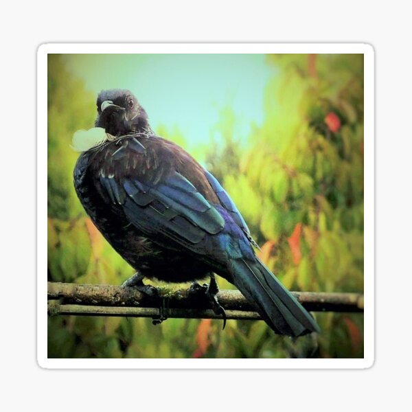 "Tui New Zealand Native" Sticker for Sale by sandysartstudio | Redbubble