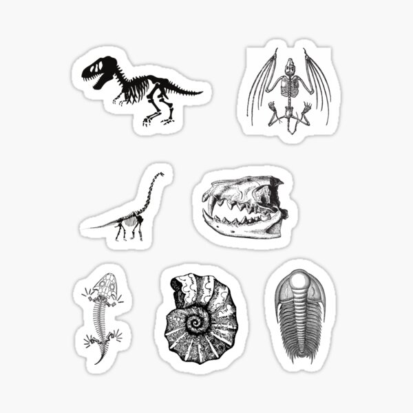 "Types of dinosaurs fossils" Sticker for Sale by Ainar67 | Redbubble