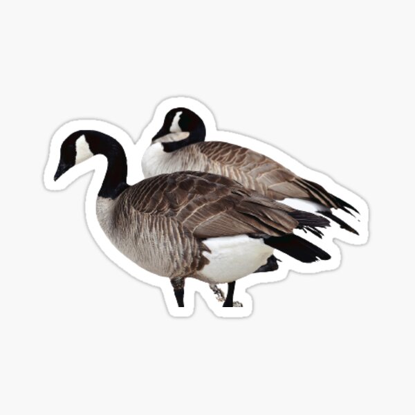 "Set of geese " Sticker by Bamtography | Redbubble
