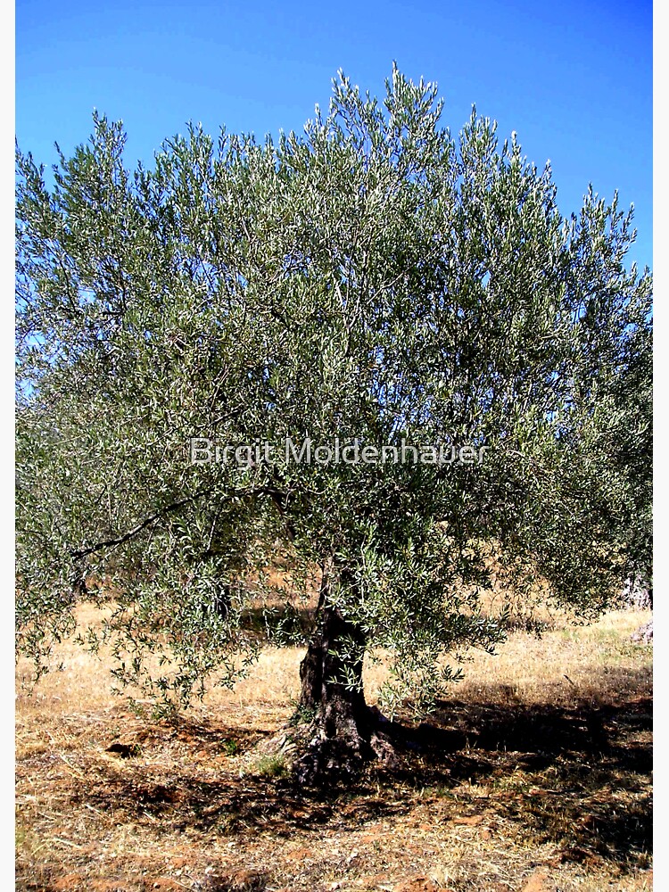 "Olive Tree " Sticker by BirgitMo | Redbubble