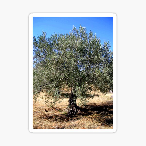 "Olive Tree " Sticker by BirgitMo | Redbubble