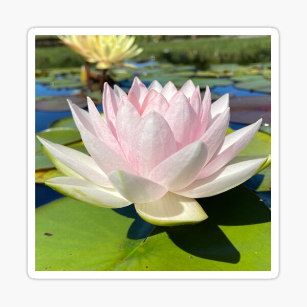 "Water Lily" Sticker by Chriskasper | Redbubble