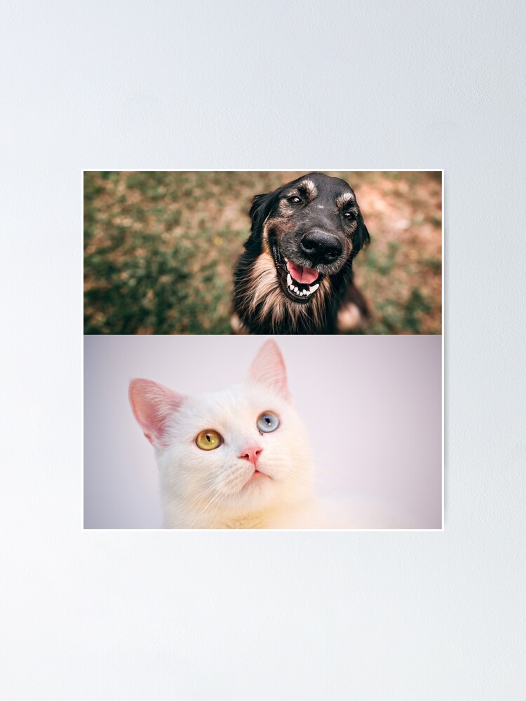 "Fierce dos and calm cat" Poster by Bhaskar1973 | Redbubble