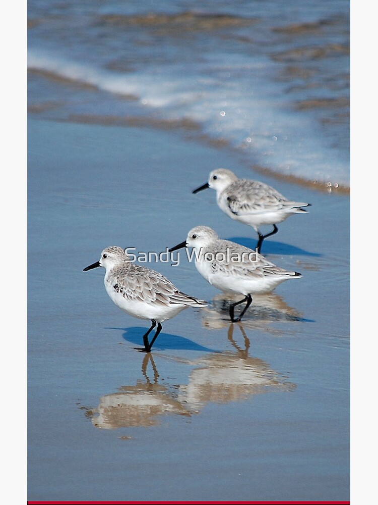 "Beach Strollers" Sticker for Sale by Sandy Woolard | Redbubble