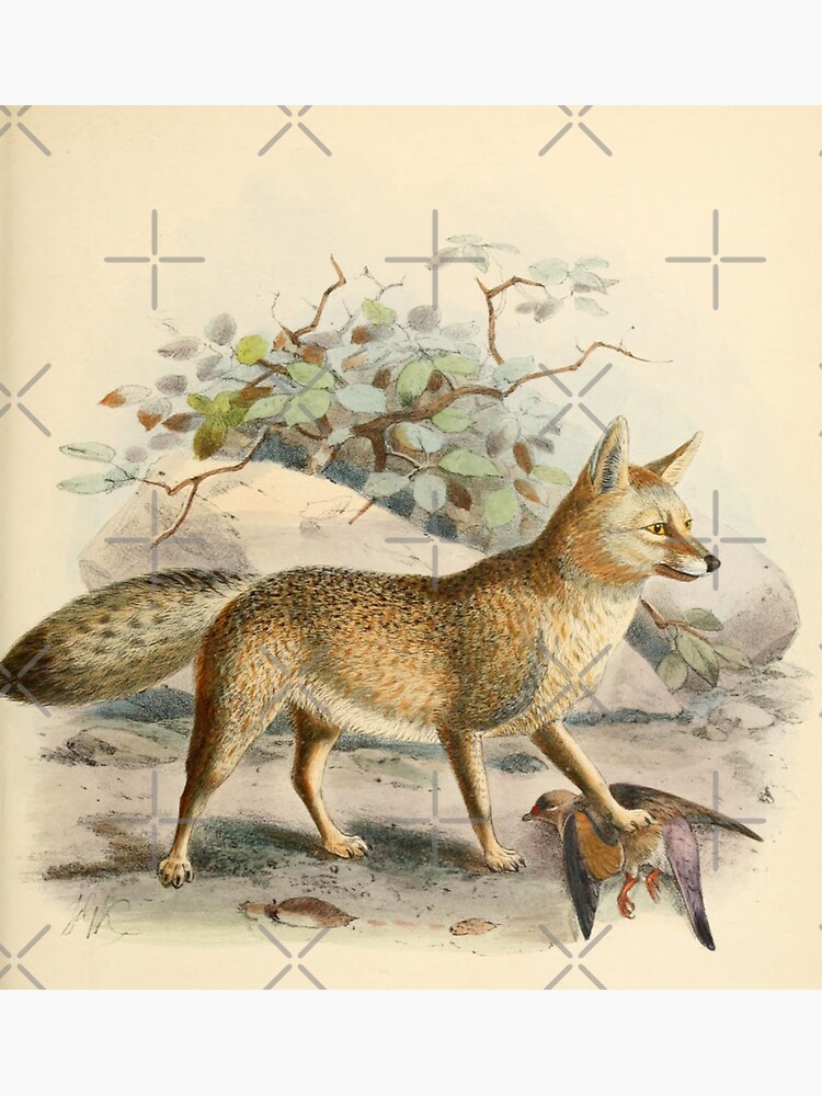 "Cape fox hunting a bird" Sticker for Sale by Callingsun | Redbubble