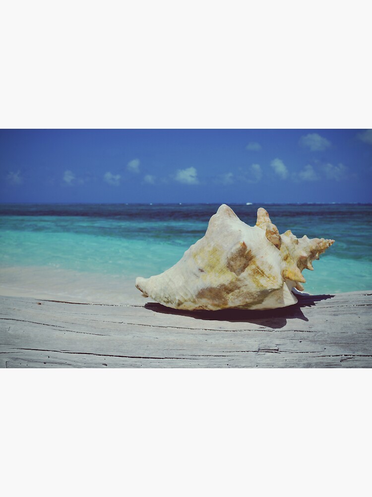 "Sea shell in caribbean beach" Sticker for Sale by CarolinaReina ...