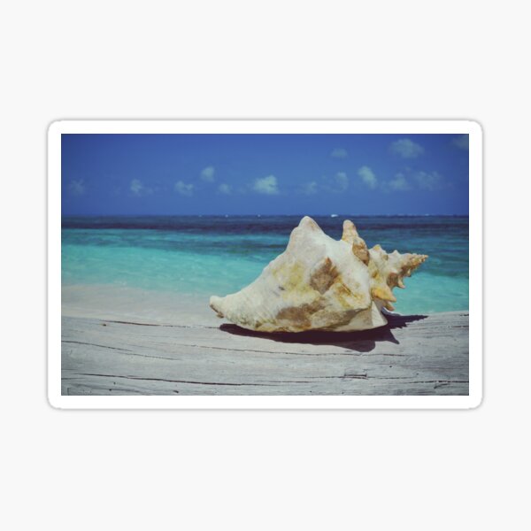 "Sea shell in caribbean beach" Sticker for Sale by CarolinaReina ...
