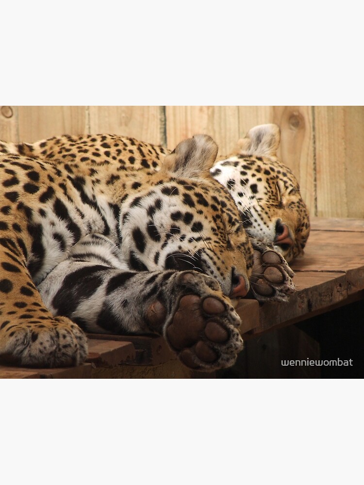 "Siesta time" Poster by wenniewombat | Redbubble