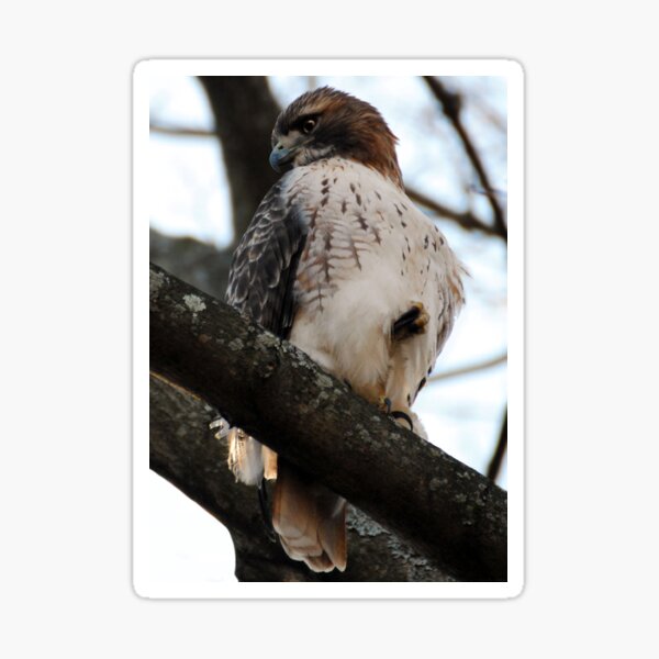 "Watchful " Sticker for Sale by indigocrow | Redbubble