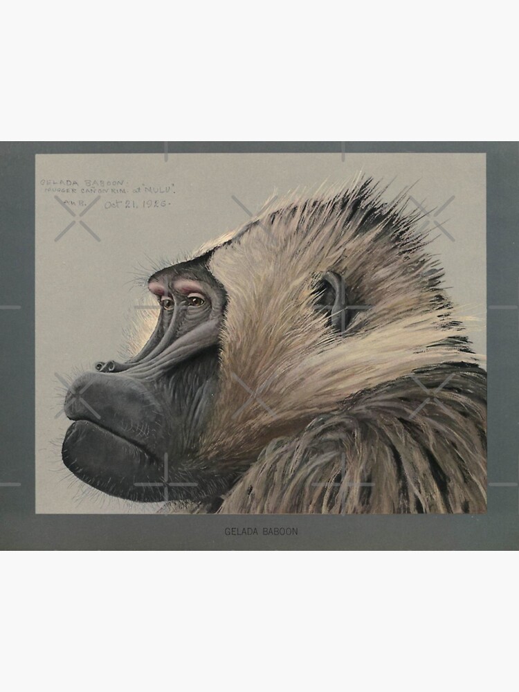 "Vintage Gelada Baboon Poster" Sticker for Sale by BeatrxiLilly | Redbubble