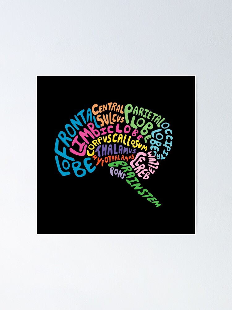 "Human Brain Anatomy Colored- Psychology Design" Poster for Sale by ...