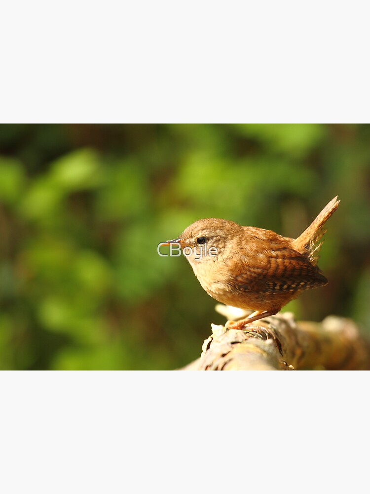 "Branching Out" Sticker for Sale by CBoyle | Redbubble