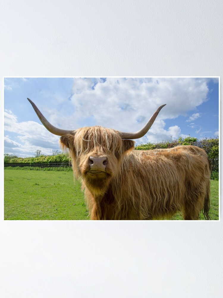 "Highland cow" Poster for Sale by mustardland | Redbubble