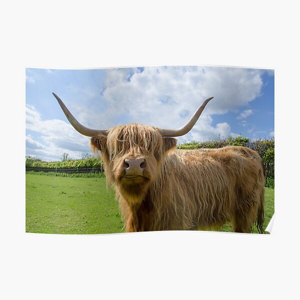 "Highland cow" Poster for Sale by mustardland | Redbubble