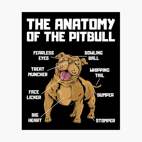 Lámina fotográfica «La anatomía de un Pitbull Gracioso Pitbull Terrier ...