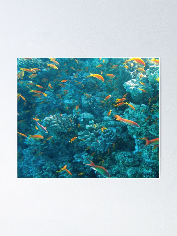 "Ocean life underwater" Poster by zakiKhan | Redbubble