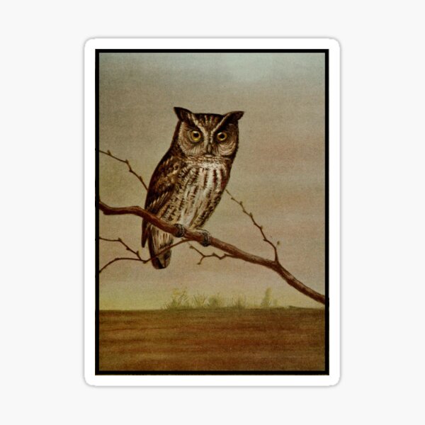 "Vintage Screech Owl Poster" Sticker for Sale by BeatrxiLilly | Redbubble