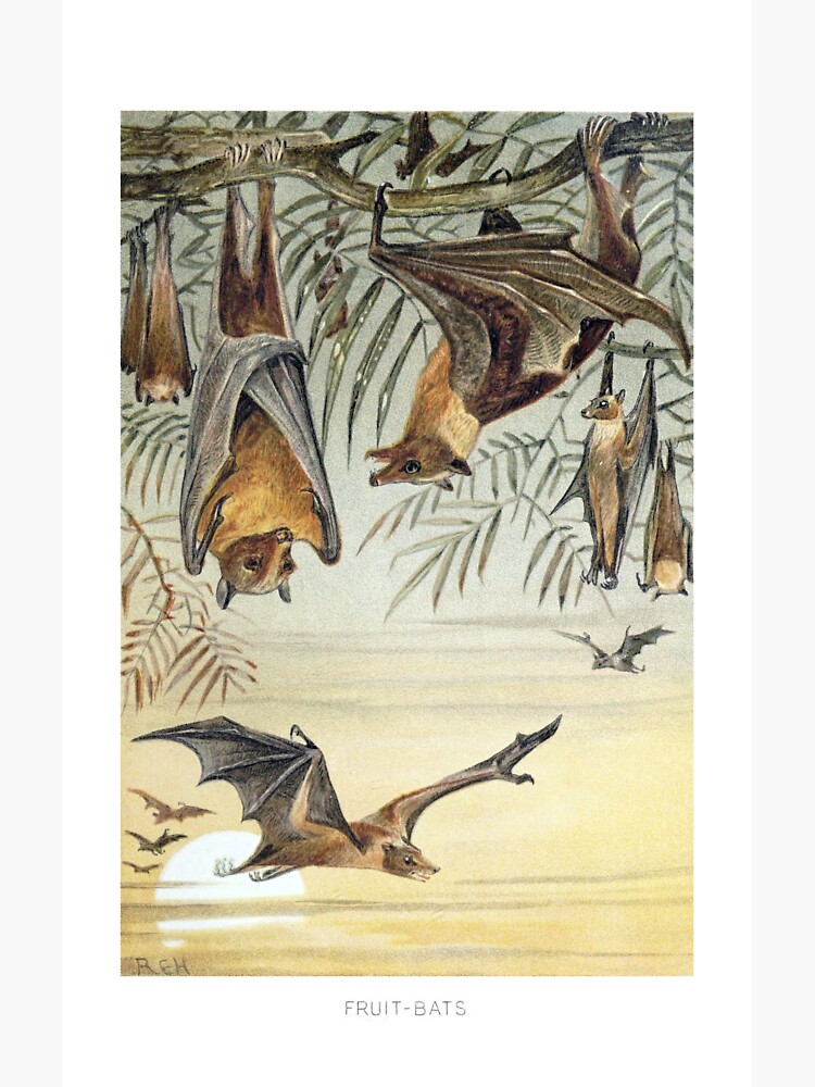 "Fruit Bats" Sticker by redoARTstore | Redbubble