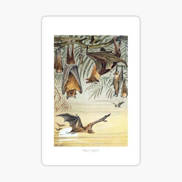 "Fruit Bats" Sticker by redoARTstore | Redbubble