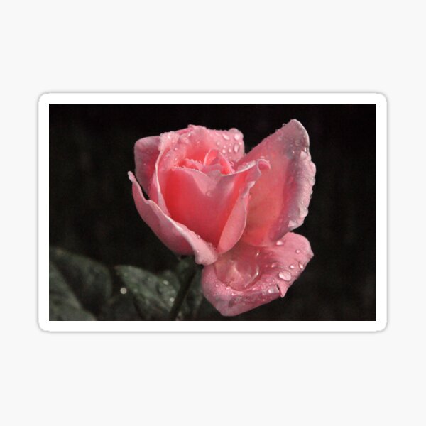 "There's something special about this one..." Sticker for Sale by ...