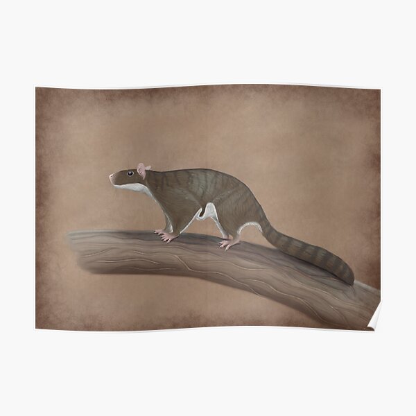 "Volaticotherium antiquum - extinct gliding mammal" Poster for Sale by ...